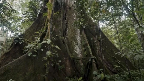 Giant Kapok Tree In Amazon Rainforest In... | Stock Video | Pond5