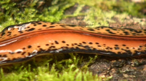 Planarian Stock Video Footage | Royalty Free Planarian Videos | Pond5