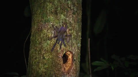 A giant Malayan Earth Tiger Tarantula re... | Stock Video | Pond5