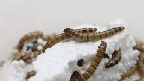 Giant Mealworms, also known as Morios, f... | Stock Video | Pond5