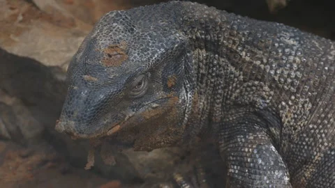Giant Merciless Predator: the Komodo Dra... | Stock Video | Pond5