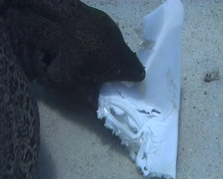 Head X Ray Stock Footage ~ Royalty Free Stock Videos | Pond5