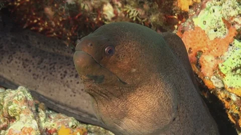 Giant Moray eel from front facing camera... | Stock Video | Pond5