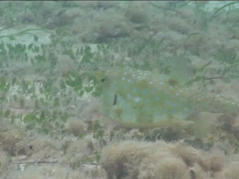 Giant moray gaping in fish feeding arena... | Stock Video | Pond5