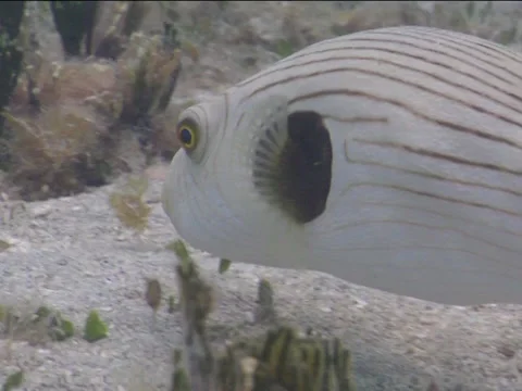 Giant moray gaping in fish feeding arena... | Stock Video | Pond5