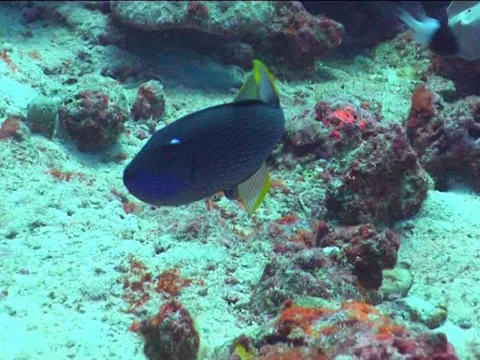 Giant moray gaping in fish feeding arena... | Stock Video | Pond5
