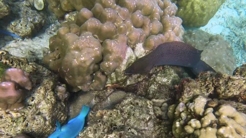 Giant morrey hant parrot fish | Stock Video | Pond5