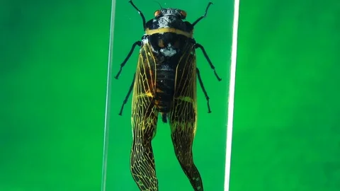 Giant moth - green screen | Stock Video | Pond5