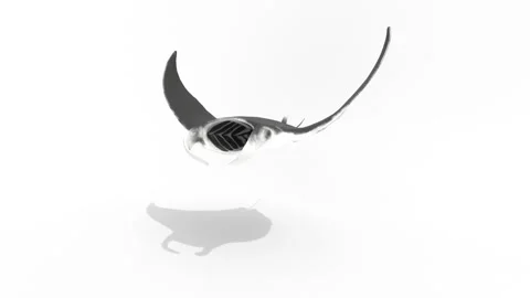 giant oceanic manta ray 3d animation | Stock Video | Pond5