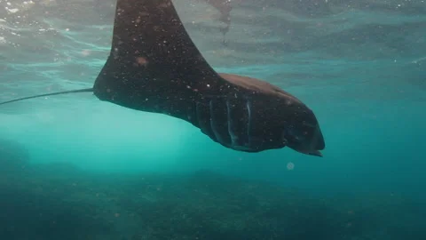 The giant oceanic manta ray, giant manta... | Stock Video | Pond5