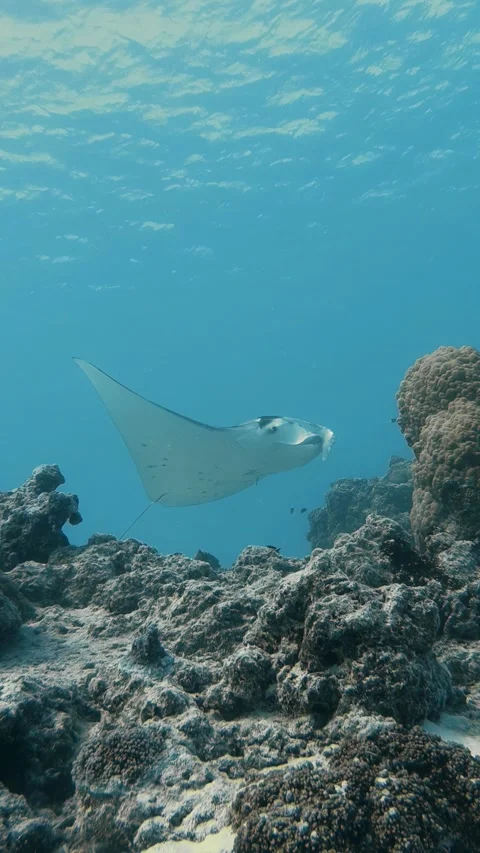 Giant oceanic manta ray gliding over sha... | Stock Video | Pond5