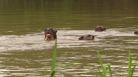 Water Looking At Stock Videos – Royalty-Free HD & 4K Videos