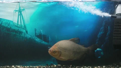 giant pacu fish in Aquarium black pacu f... | Stock Video | Pond5