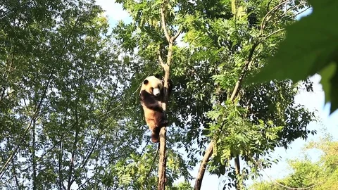 giant panda falling down the tree | Stock Video | Pond5