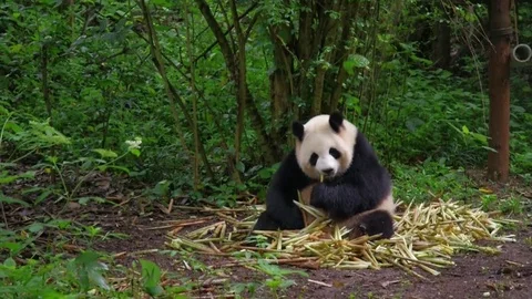 Panda Images Stock Videos – Royalty-Free HD & 4K Videos