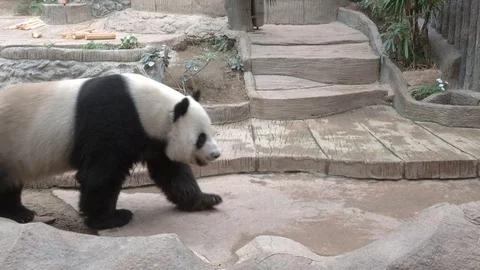 Giant panda walk around the aviary in Ch... | Stock Video | Pond5
