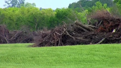 Giant piles of cut down trees in open gr... | Stock Video | Pond5