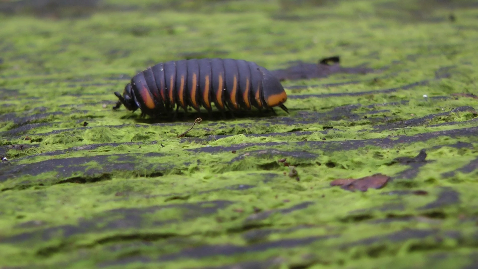 Giant Pill Millipede