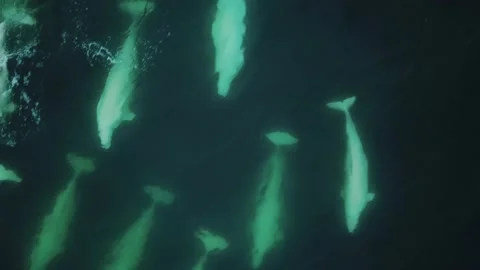 Giant pod of beluga whale (white whale) ... | Stock Video | Pond5