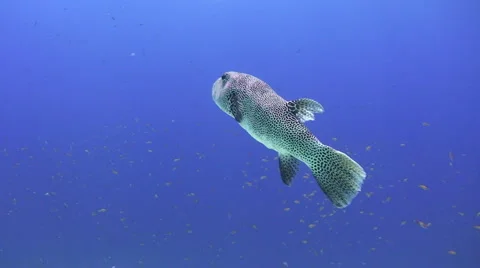 Puffer Stock Video Footage | Royalty Free Puffer Videos | Pond5