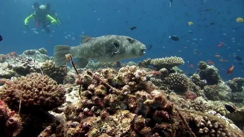 Giant pufferfish boxfish macro closeup a... | Stock Video | Pond5