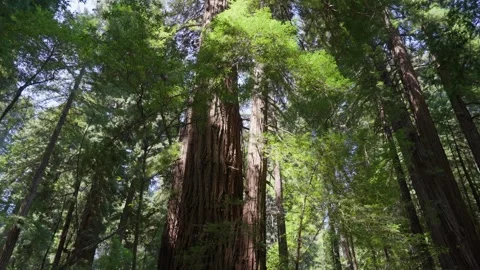 Giant Redwood Trees in Redwood Forest Na... | Stock Video | Pond5