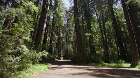 Giant Redwood Trees in Redwood Forest Na... | Stock Video | Pond5