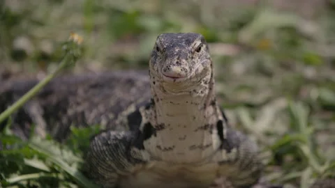 Giant reptile asian water monitor lizard... | Stock Video | Pond5