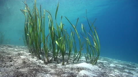Giant seagrass on sandy slope, Enhalus a... | Stock Video | Pond5