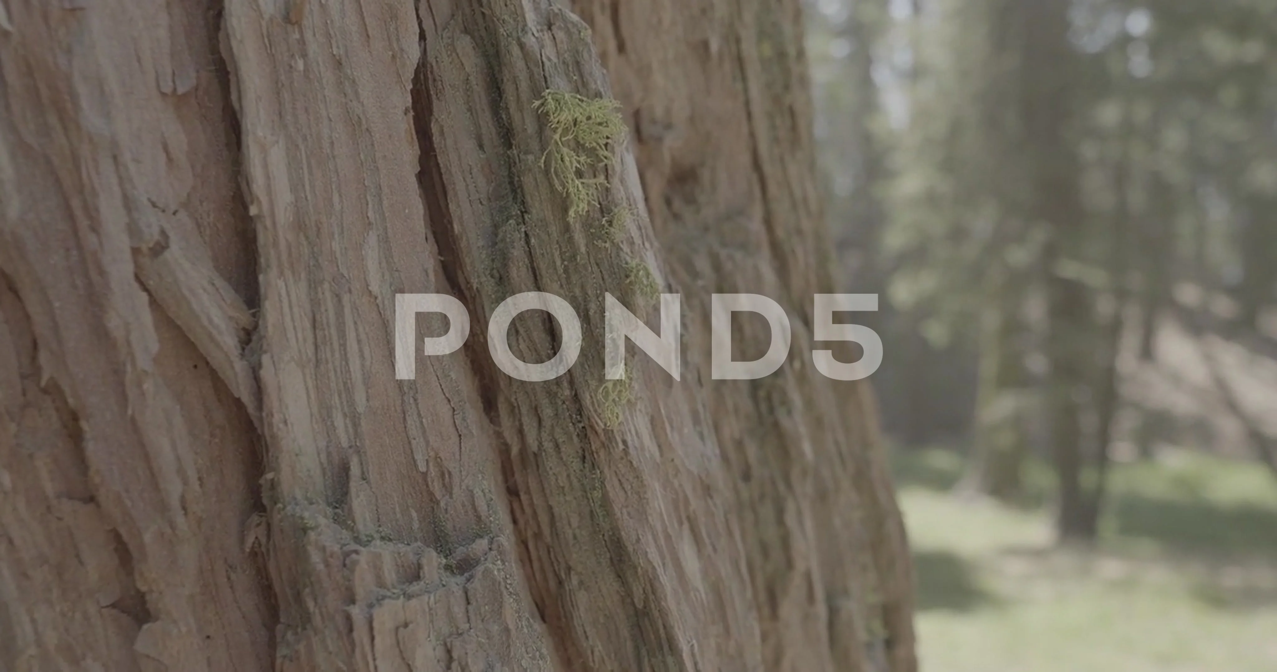 Giant Sequoia Tree Bark