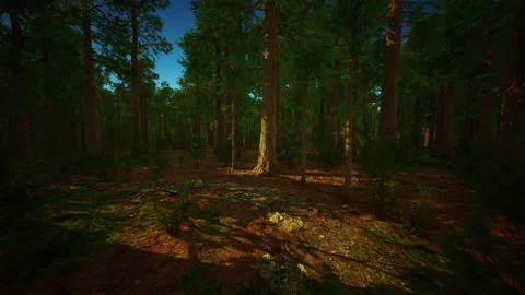 Giant Sequoias Trees or Sierran redwood ... | Stock Video | Pond5