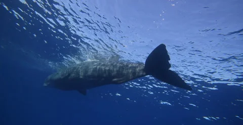 Giant sperm whale swimming with human un... | Stock Video | Pond5