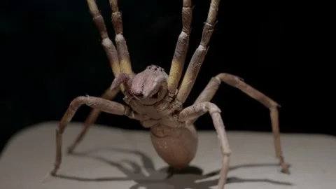 giant spider model black background | Stock Video | Pond5