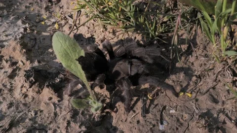 Giant tarantula crawling | Stock Video | Pond5