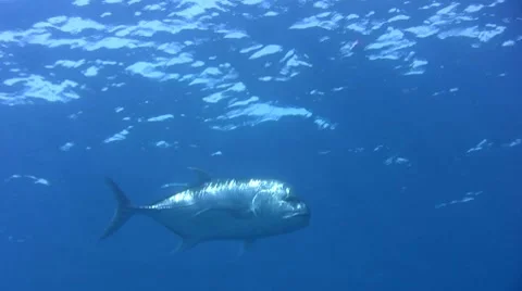 Giant Trevally Stock Footage ~ Royalty Free Stock Videos | Pond5