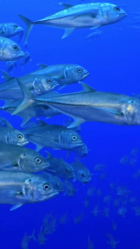 Jacking Off Underwater Stock Videos – Royalty-Free HD & 4K Videos