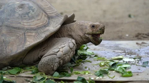 Giant turtle with spiky bony turtle shel... | Stock Video | Pond5