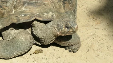 Giant Turtle In Sun Light Usa 4k | Stock Video | Pond5