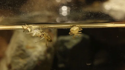 Giant water bug larvas eating each other... | Stock Video | Pond5