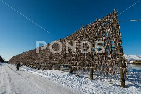 Giant wooden racks with tons of cod fish hanging in open sea air to dry ...