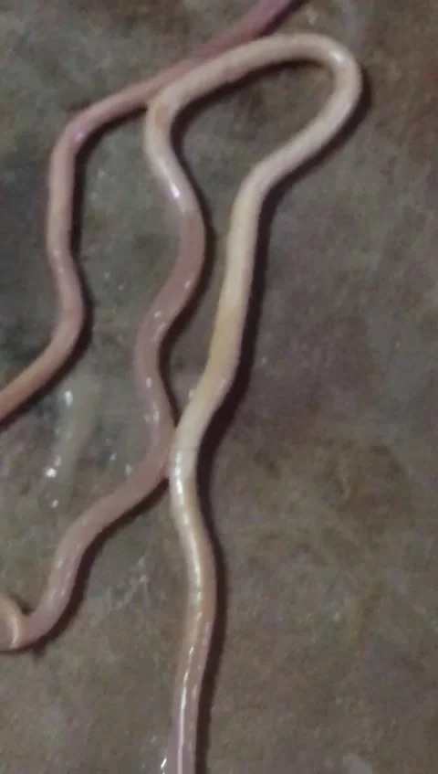 Giant Worm Pulled From Pig Intestine, Th... | Stock Video | Pond5