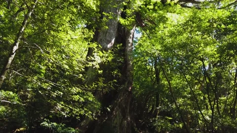 Giant Yakusugi Tree on Yakushima Island ... | Stock Video | Pond5