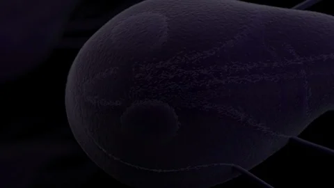 Giardia lamblia Protozoa, 3D Model | Stock Video | Pond5