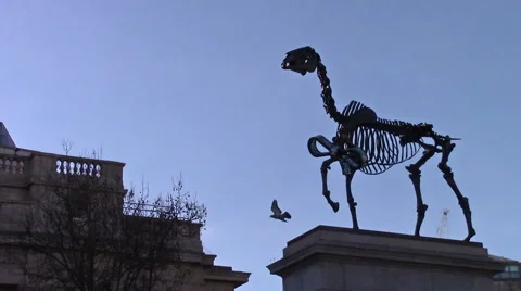 A Gift Horse Stock Videos – Royalty-Free HD & 4K Videos