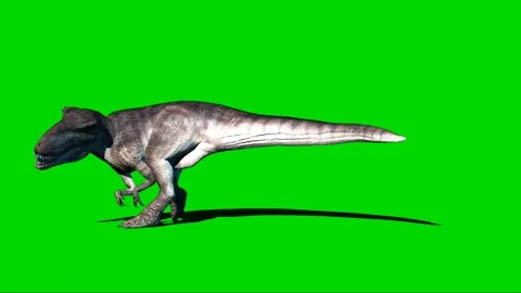 Giganotosaurus Walking on Green Screen 1... | Stock Video | Pond5