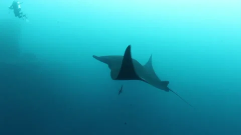 Gigantic Black Oceanic Manta fish floati... | Stock Video | Pond5