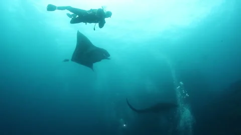 Gigantic Black Oceanic Manta fish floati... | Stock Video | Pond5