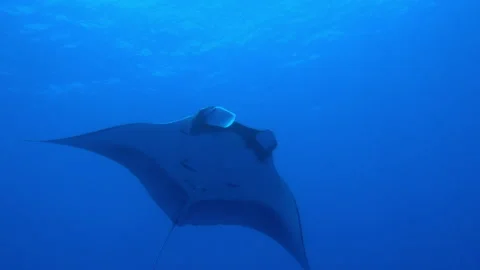 Gigantic Black Oceanic Manta fish floati... | Stock Video | Pond5