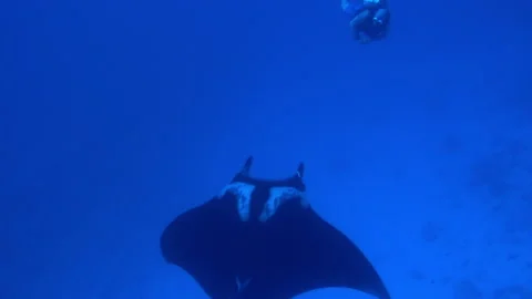 Gigantic Black Oceanic Manta fish floati... | Stock Video | Pond5