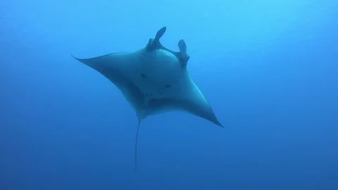 Gigantic Black Oceanic Manta fish floati... | Stock Video | Pond5